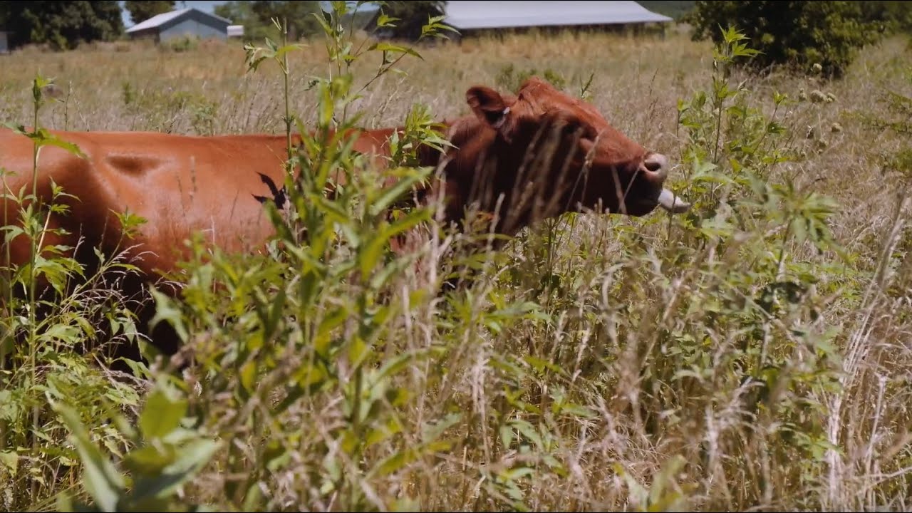 Adaptive Grazing 101: Why Should You Graze Your "Wild" Pastures? - YouTube