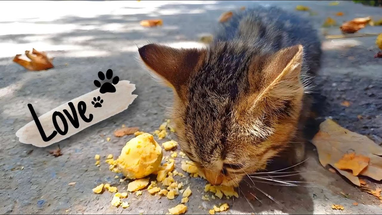 Helping Stray Kittens: Your Support Matters! - YouTube