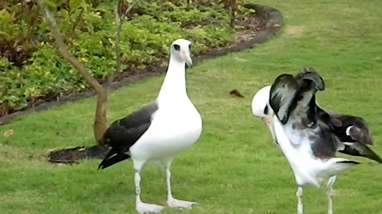 The art of animal courtship - YouTube