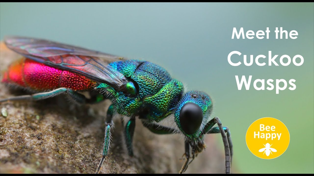 Meet the Cuckoo Wasps - YouTube