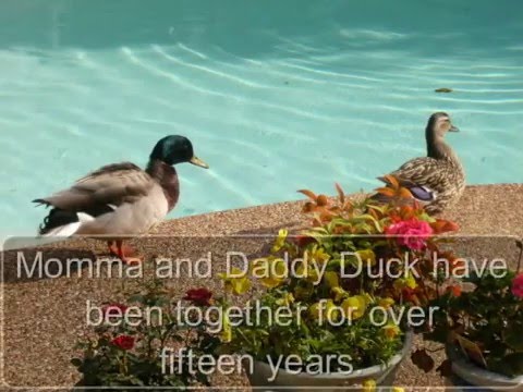 Ducks In My Pool by Sandra Kent A Children's Story - YouTube