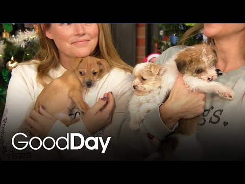 Learn How You Can Help Animals in Need with Fosters and Paws! - YouTube