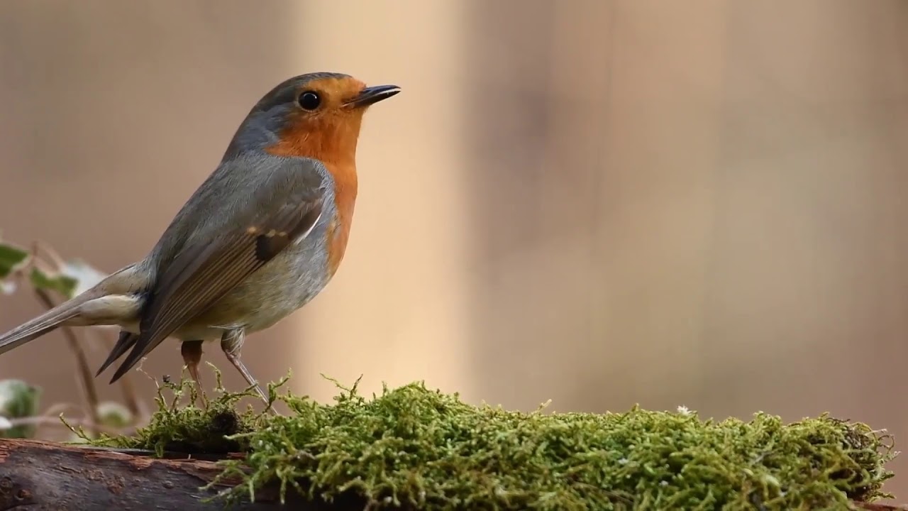 Beautiful Nature visualization - YouTube