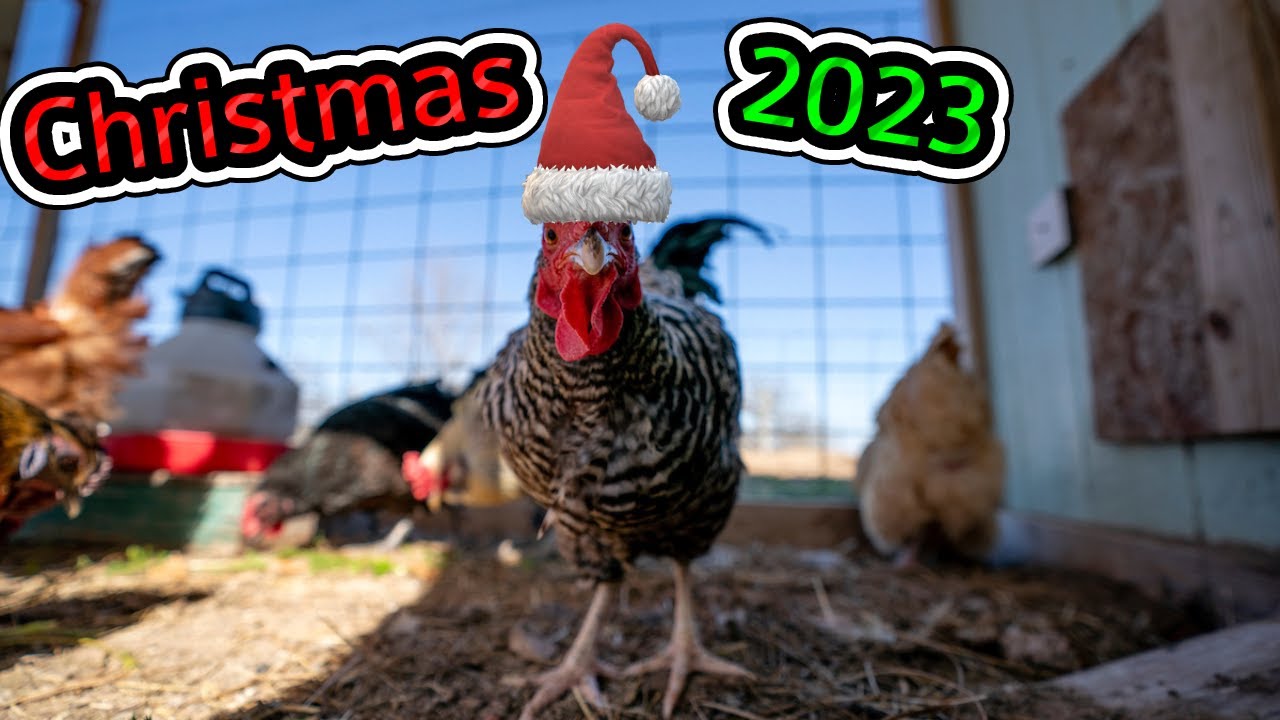 The BEST Way To Celebrate Christmas With YOUR CHICKENS - YouTube