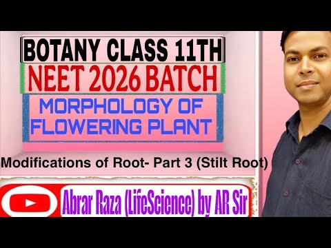Modifications of Root- Part 3 “Morphology of Flowering Plants”🪴 - YouTube