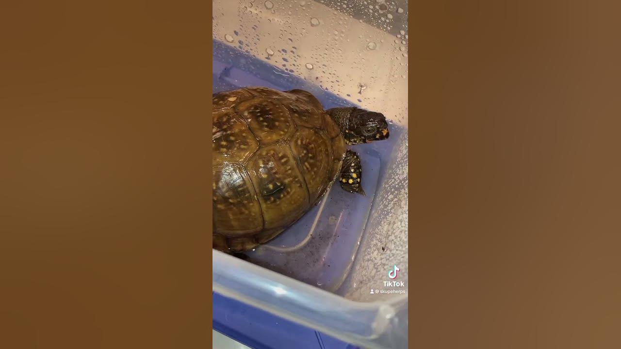 Introducing my box turtles P4 #boxturtle #reptilefamily #reptileroom #animals #turtle - YouTube