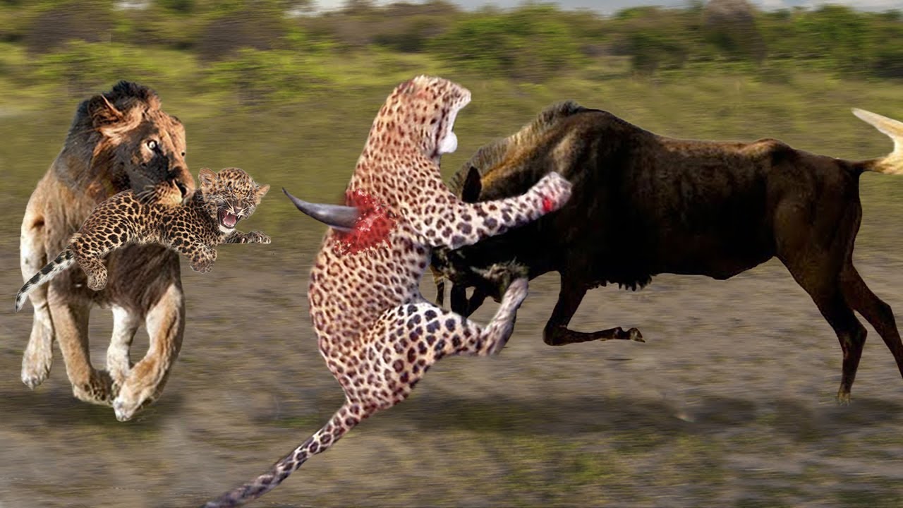 Lion Catch and Kill Leopard Cub When Mother Leopard Hunting Wildebeest ...