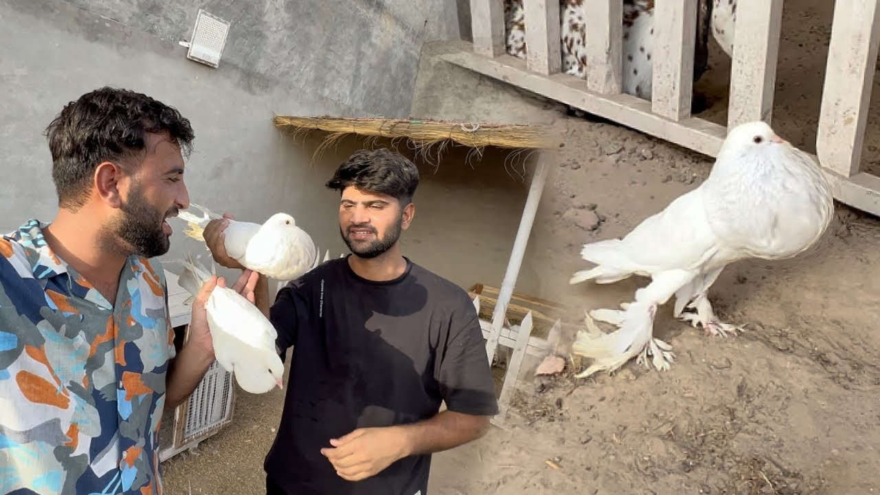 Ajeeb shakal ka Kbooter Le Aya sabtain😍 - YouTube