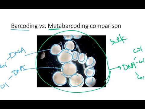 BIO178 Week 3 Species Metabarcoding - YouTube