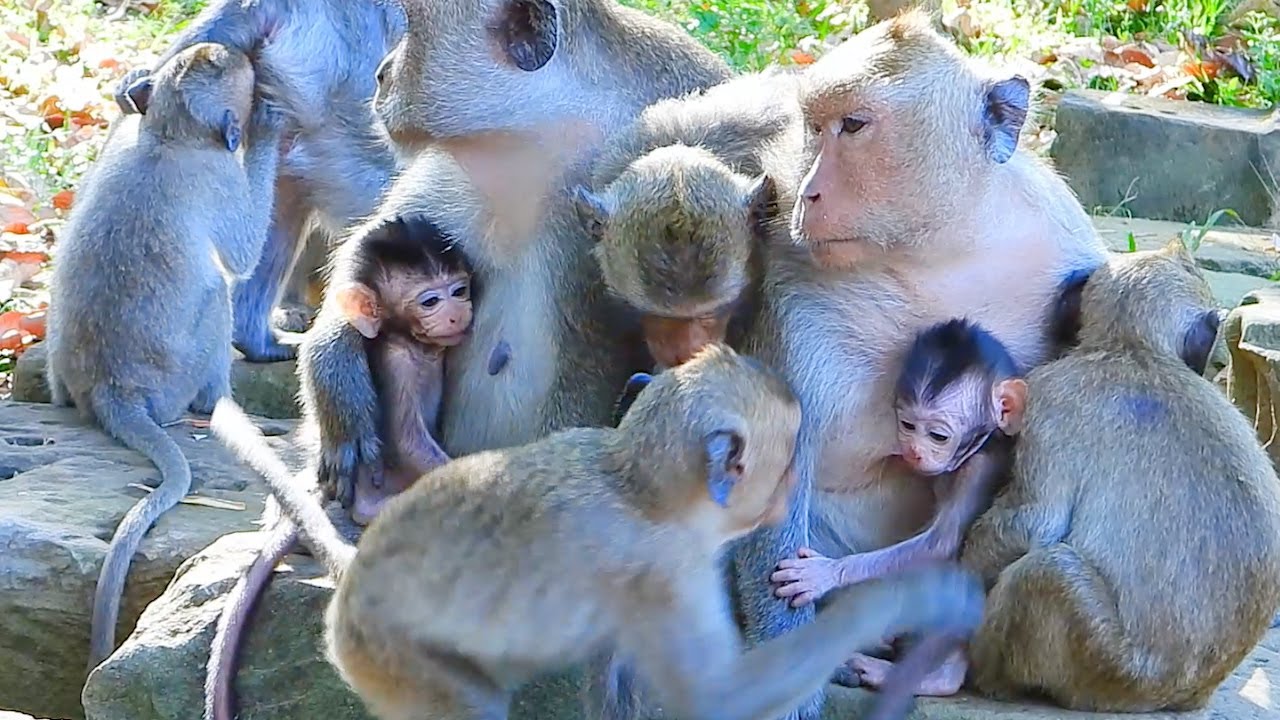 Congratulation ! This Amari's Group So Happy Living In Wild, Baby ...