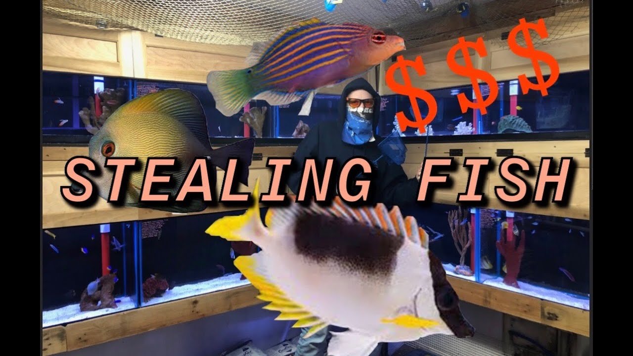 STEALING SALTWATER FISH for the FARM $$$🤑 |OSA aquaculture | (From OSA ...