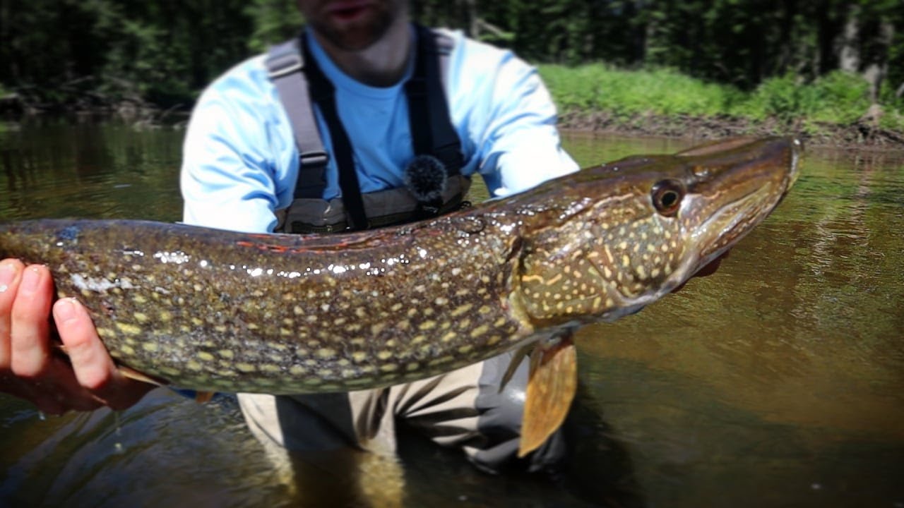 Small Water Pike Fishing - YouTube