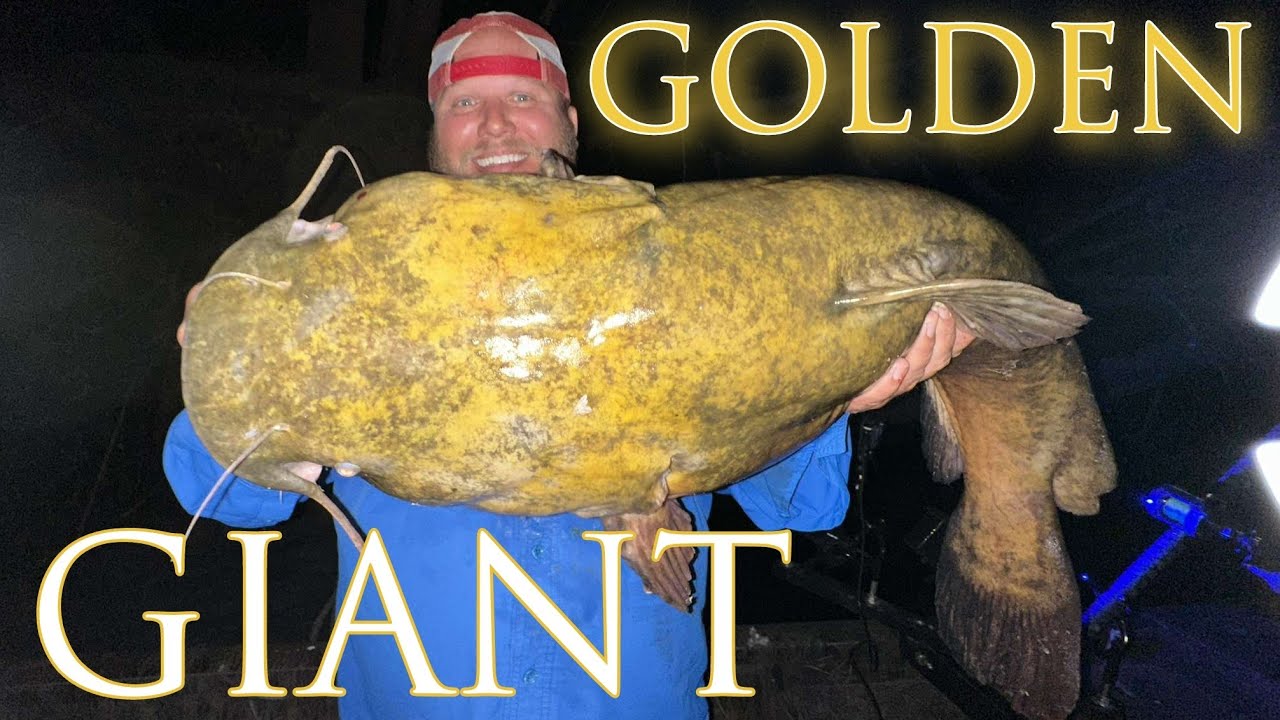 HUGE Minnesota River FLATHEAD Catfish! - YouTube