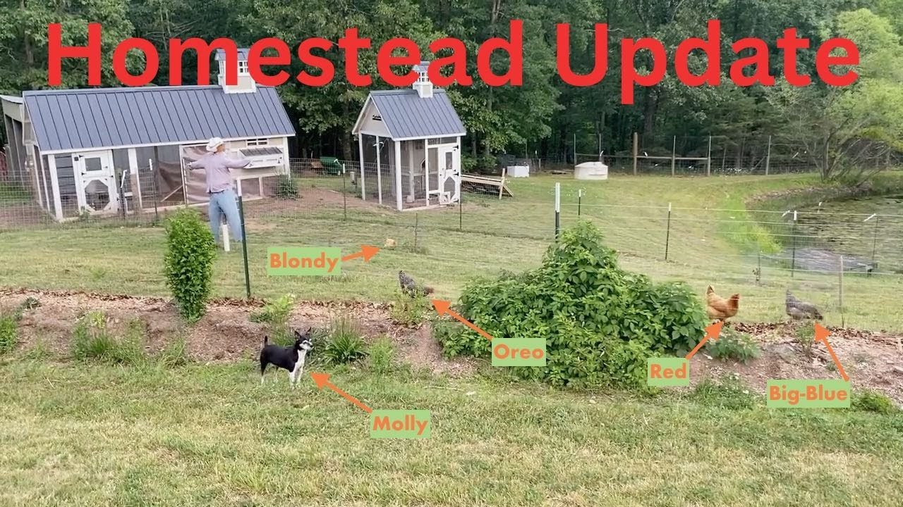 2023 Spring Homestead Update - YouTube