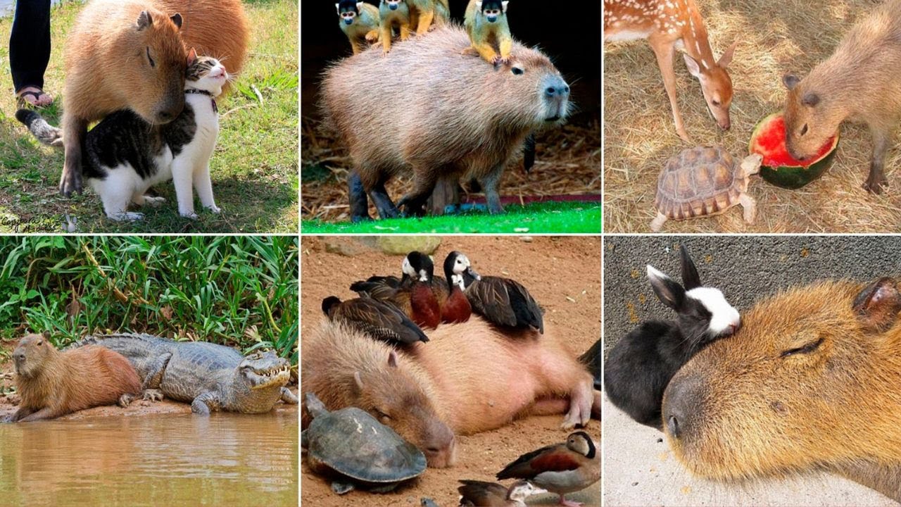 Why Are Capybaras so Friendly - YouTube