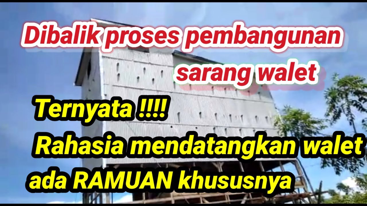 Rahasia di balik suksesnya usaha sarang burung walet - YouTube