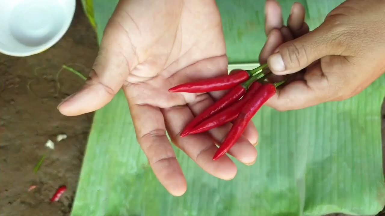 How to Grow Chilli Tree from seeds with Aloe Vera | Growing Chilli Tree ...