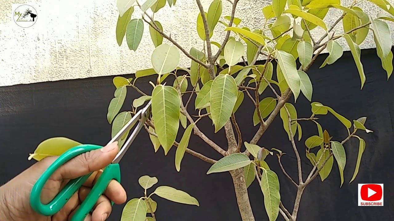 Naturally trained ficus - YouTube