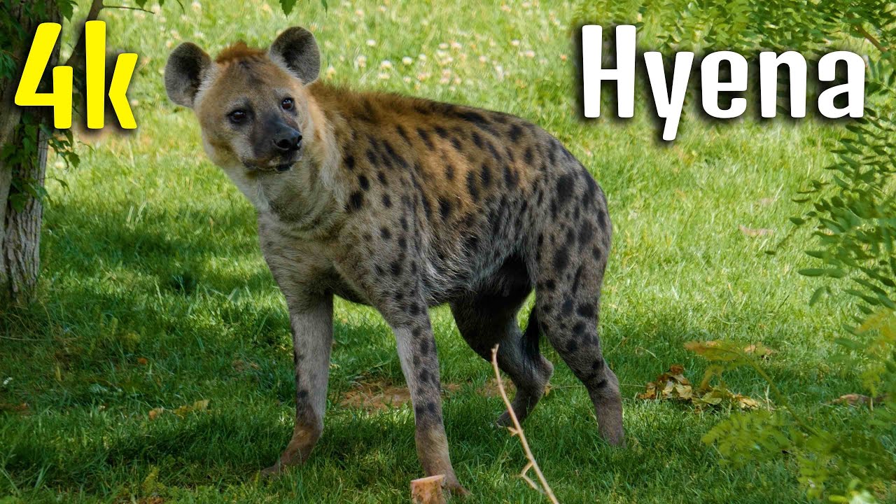 Spotted Hyena | Animals 4k video - YouTube