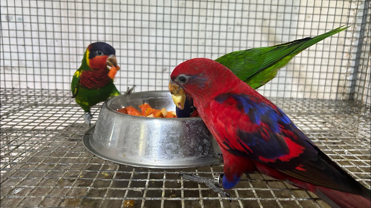 Baby Lories Weaning | Ornate & Red Moluccan | Breeding Results | Gift ...