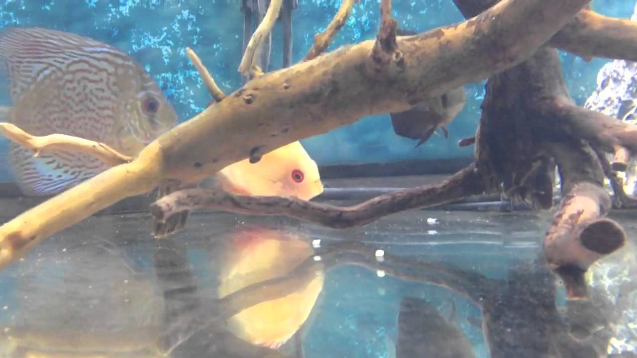 Discus Leopard feci bianche - YouTube