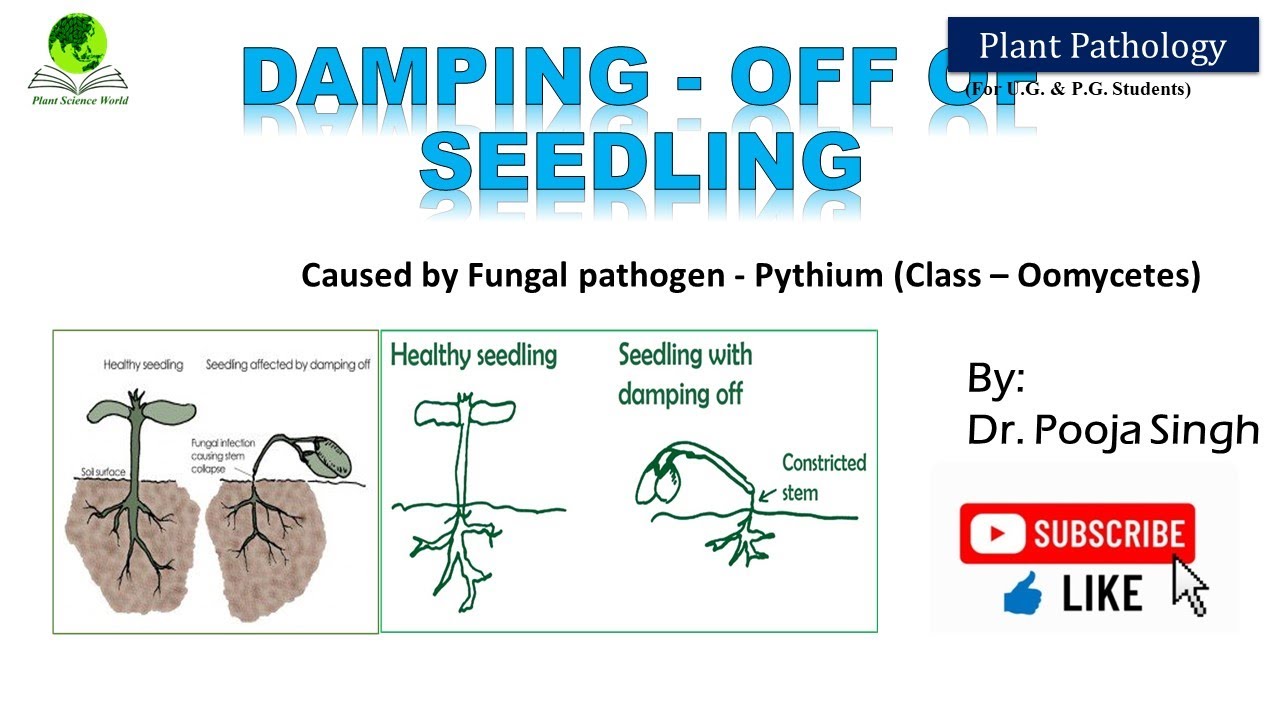 DAMPING - OFF OF SEEDLING - YouTube