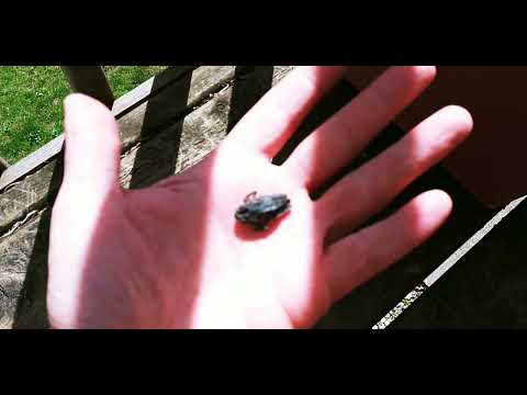 Tuesday Toads & Two Wind Roads 4/29/2025; 3:55 p.m. - YouTube