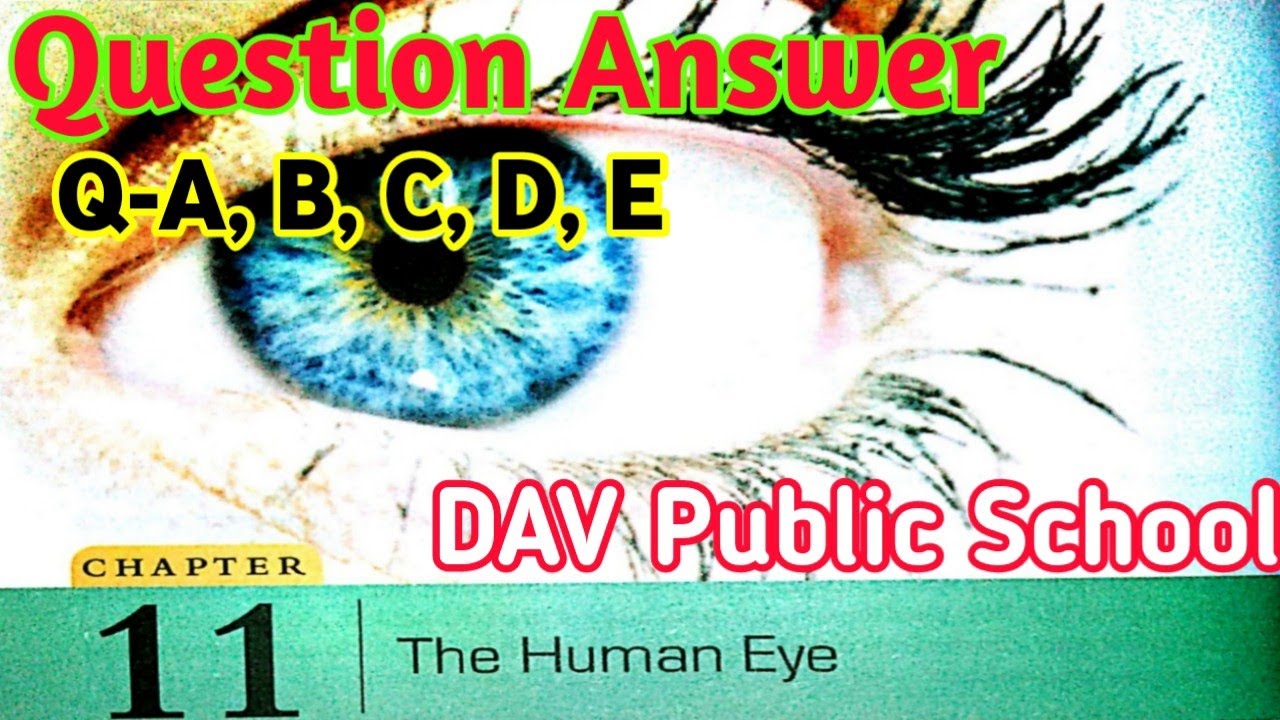 DAV Class 8 Science The Human Eye Solution|DAV Class 8 Science Ch-11 ...