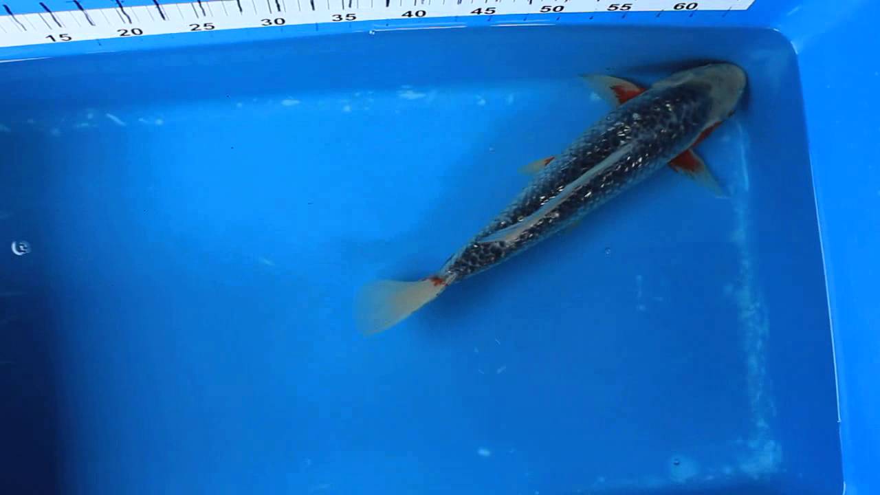15" Gin Rin Asagi Koi Carp fish for sale @ love aquatics - YouTube