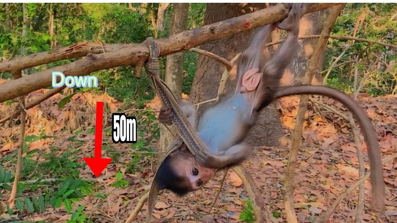OMG Baby monkey clings to fallen branches - YouTube
