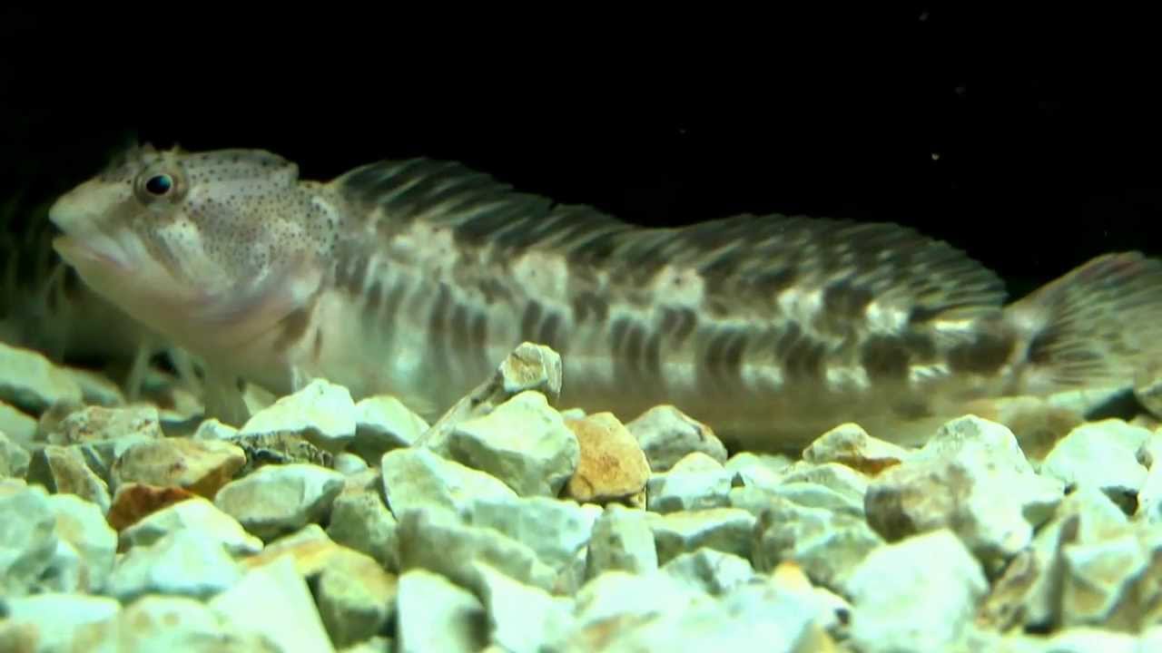 Salaria fluviatilis (Süßwasserschleimfisch) - YouTube
