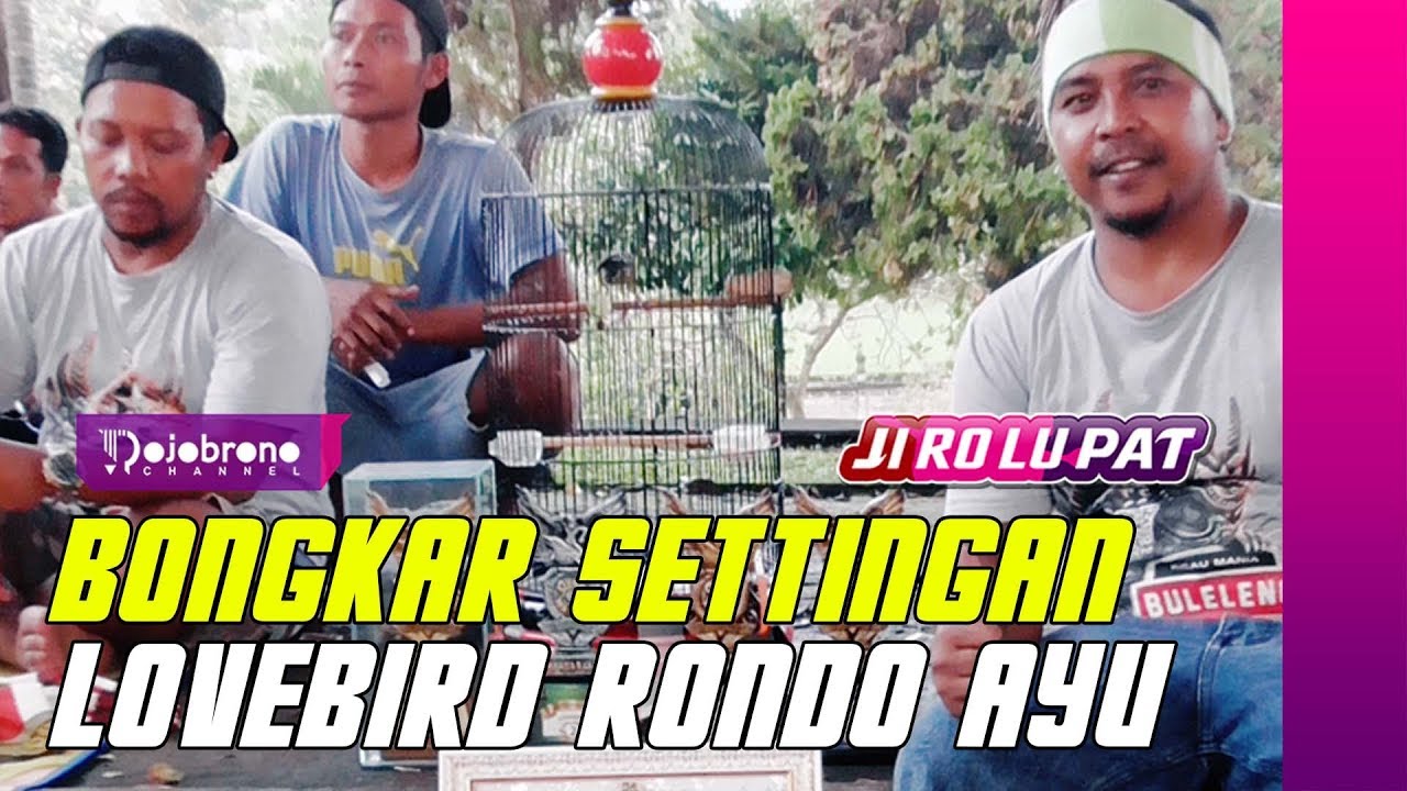 BONGKAR SETTINGAN Lovebird Rondo Ayu Setelah Double Winner di Pulau ...