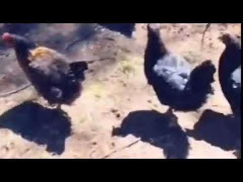 Chicken Run - YouTube