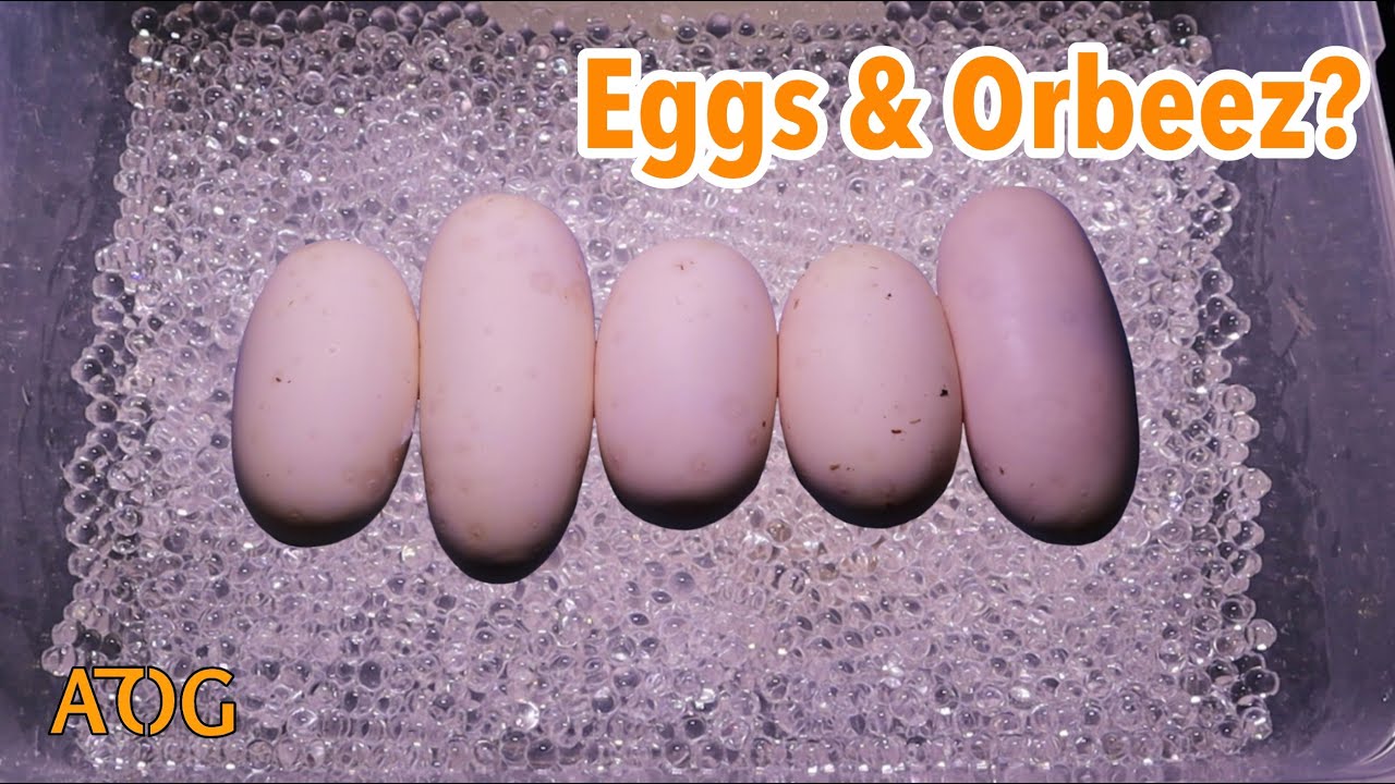 Using Orbeez To Hatch Eggs? - YouTube