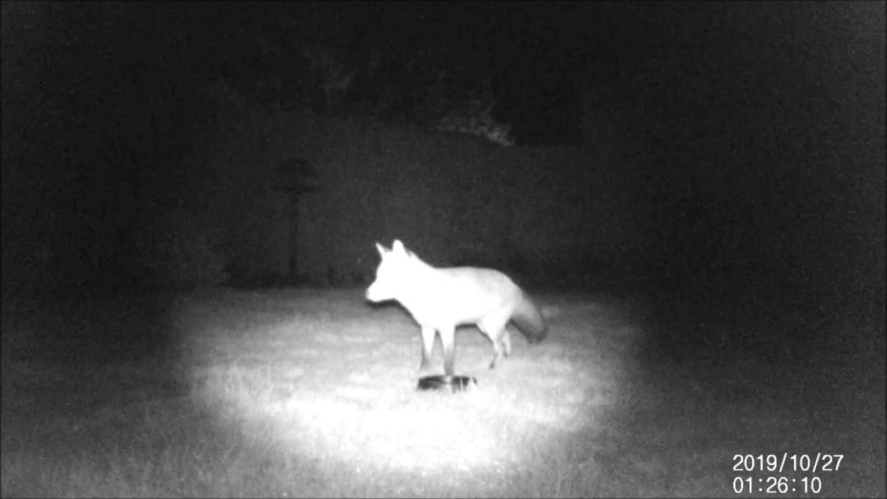 Trail cam fox feeding # 38 - YouTube