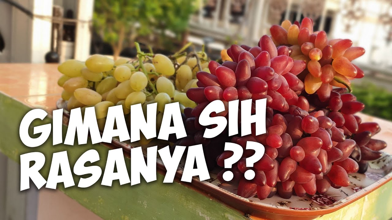 Review Jujur Rasa Buah Anggur CRV dan Anggur Dixon Honest Review of CRV ...