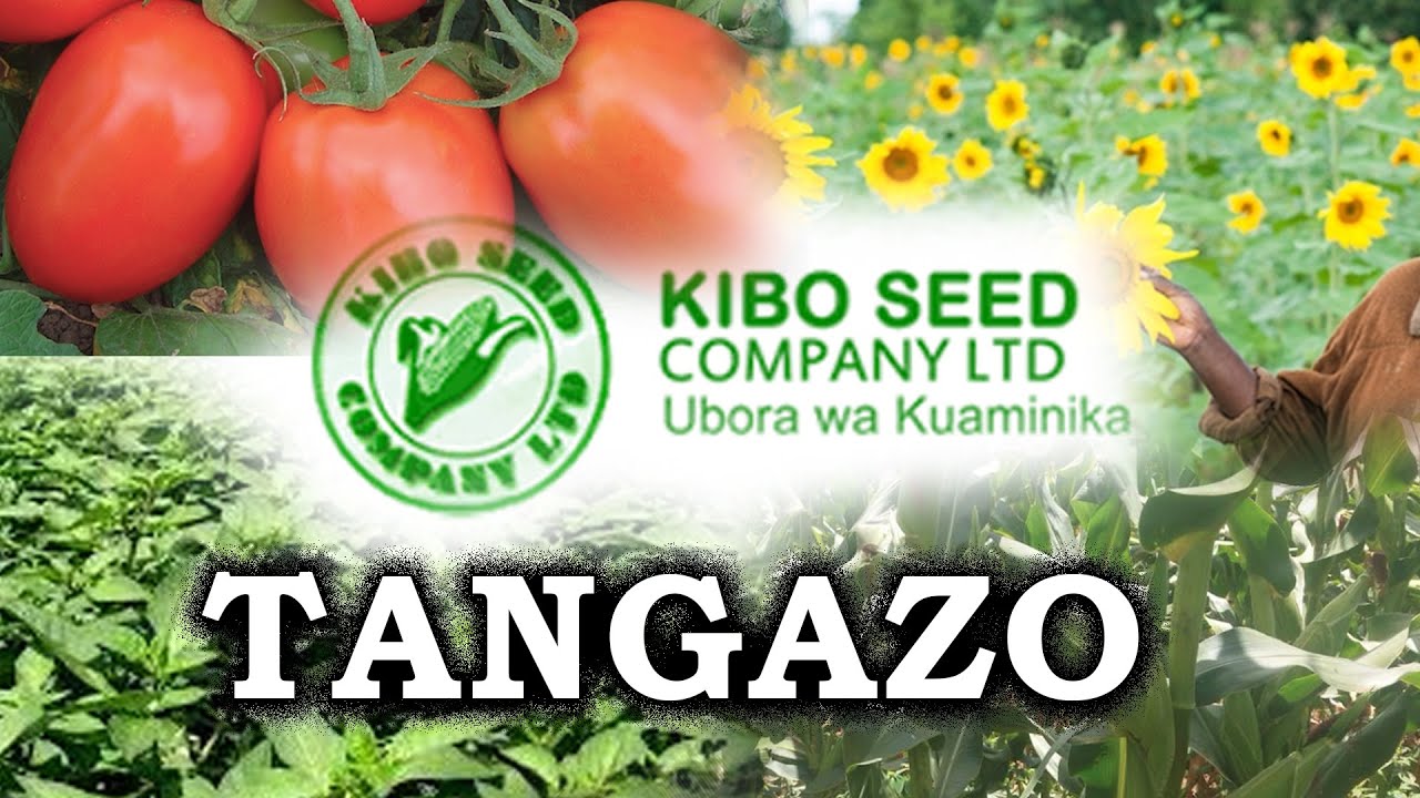 KIBO SEED TANGAZO LA MBEFU ZA KILIMO KWA MAZAO MENGI - YouTube
