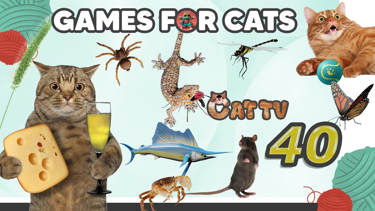Cat Games | Ultimate Game For Cat Compilation Vol 40 | 6 HOUR 🐭🐝🐞🦋🦎 ...