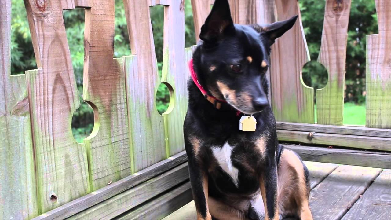 Dog Comedy: Episode 1 - YouTube