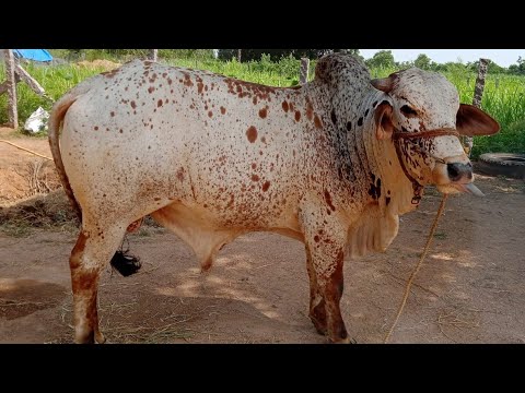 Rathi Bull for sale in Telangana | Rathi Breeding Bull | Oxen prices ...