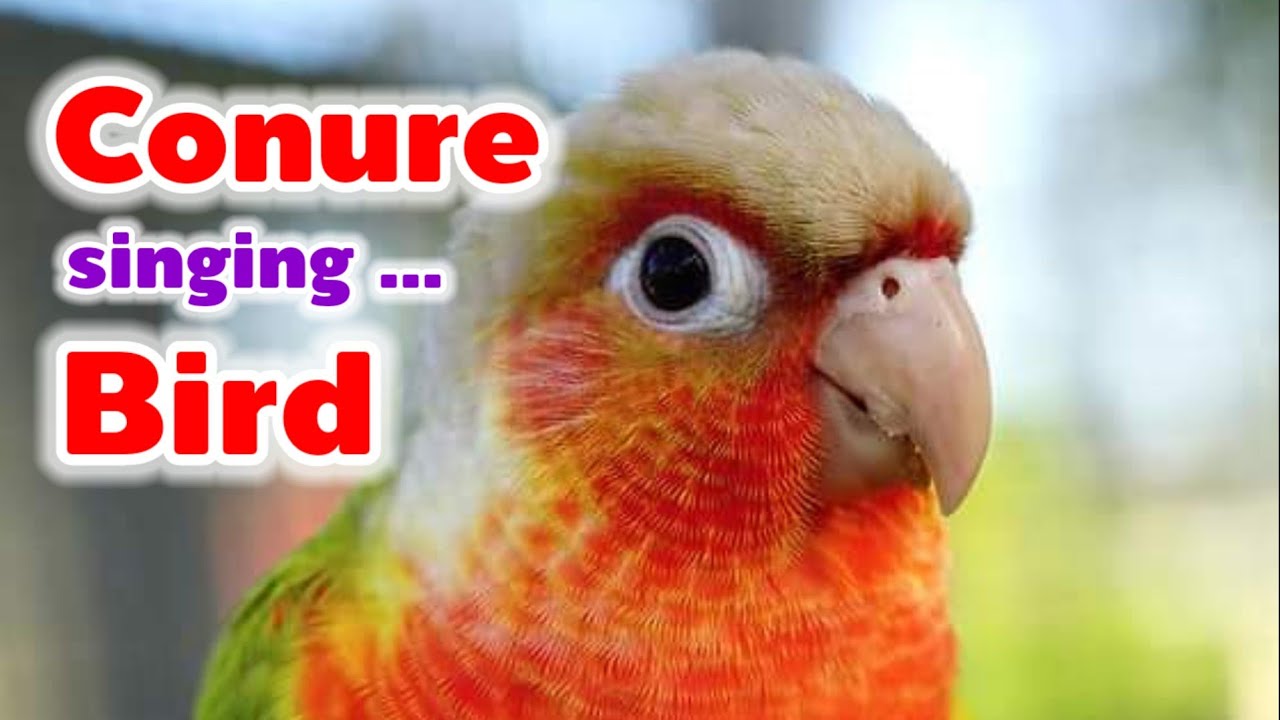 conure parrot bird singing sounds evening #conurebird #birdsounds # ...