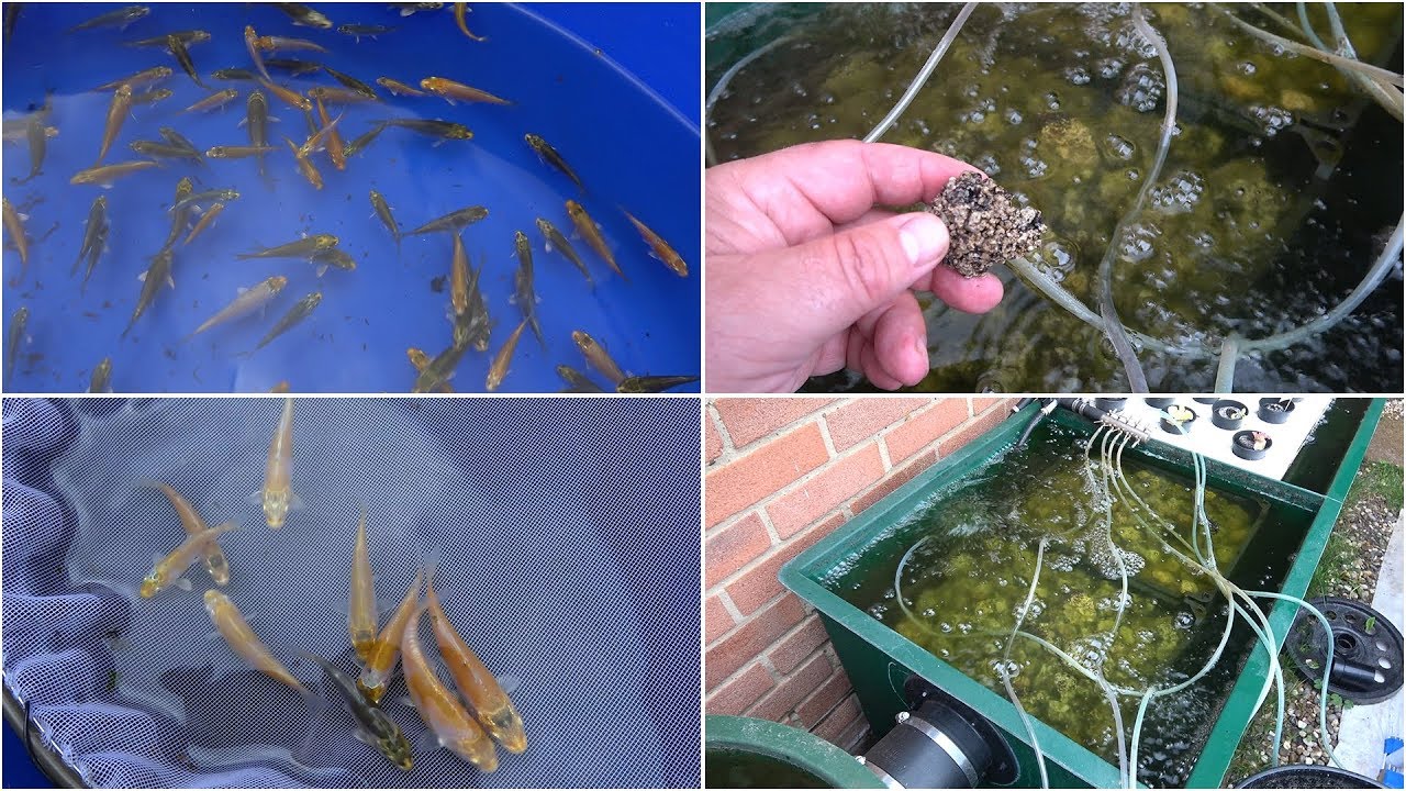 My Koi Breeding Project - Part 17 - 3rd selection of 1st spawning - YouTube