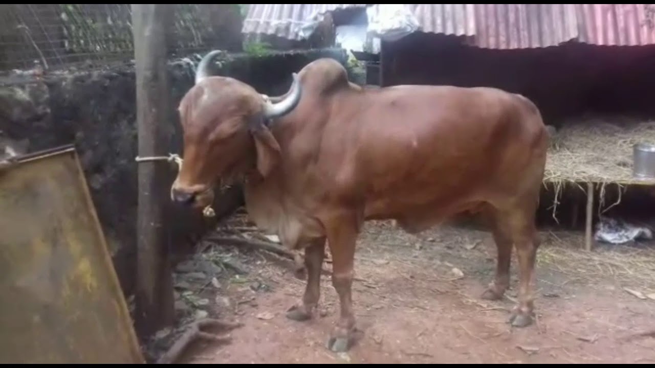 Gir cow price in india |Gir cow farm in gujarat |Gir cow farm |Gir cow ...
