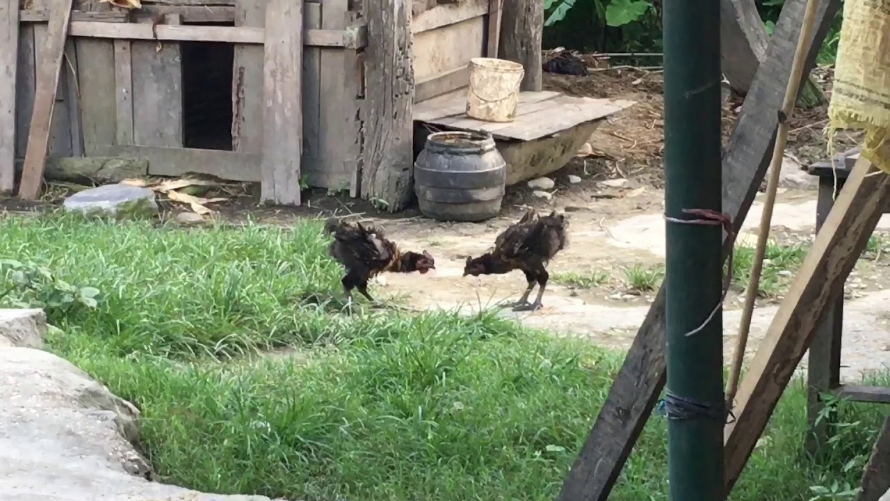 Cook Fight. - YouTube