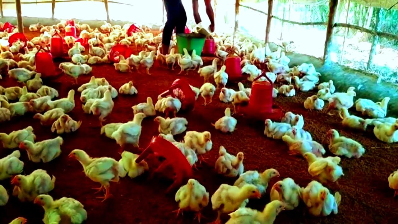 Poultry Farm | Layer Poultry Factory | Chicken Egg Harvesting - YouTube