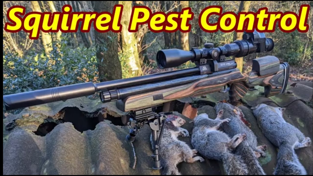 UK Grey Squirrel Shooting - Air Arms S510 Ultimate Sporter (Sub 12 ...