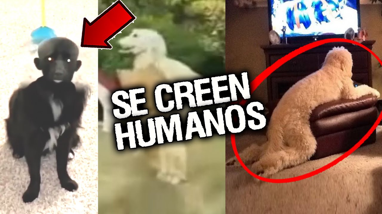 9 PERROS ACTUANDO COMO HUMANOS Y DE FORMA EXTRAÑA # 1 - YouTube