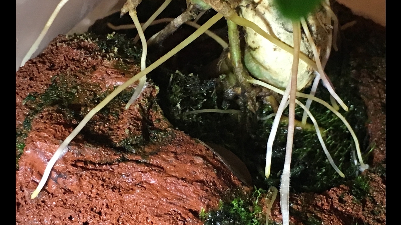 GROW AERIAL ROOTS IN DWARF SCHEFFLERA - pt. 2 - YouTube