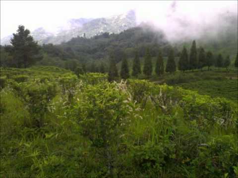 panchthar rabi tea garden - YouTube