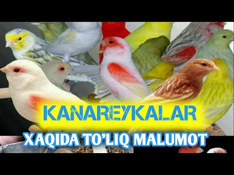 KANAREYKALAR XAQIDA TO'LIQ MALUMOT